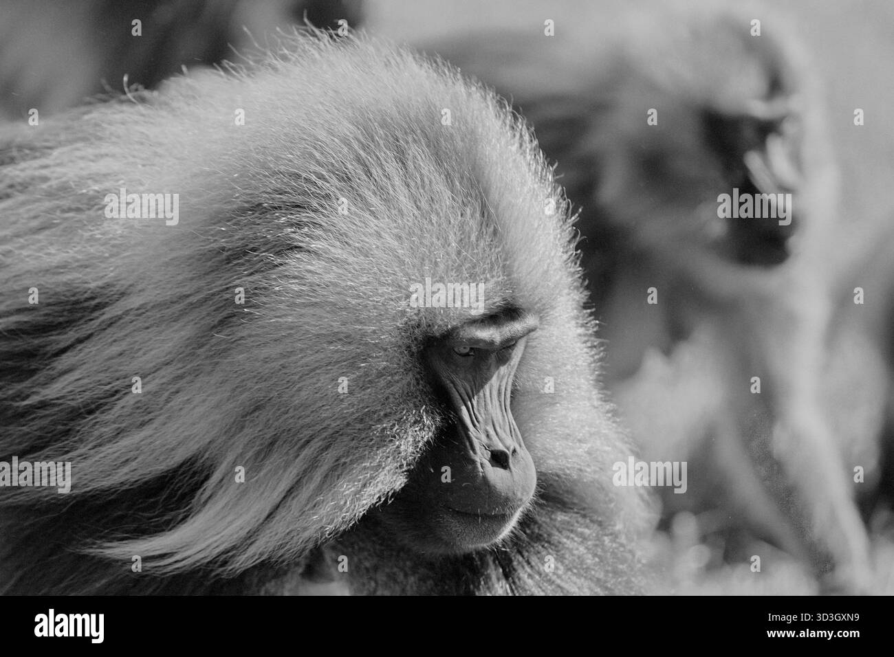 Gelada monkeys group Black and White Stock Photos & Images - Alamy