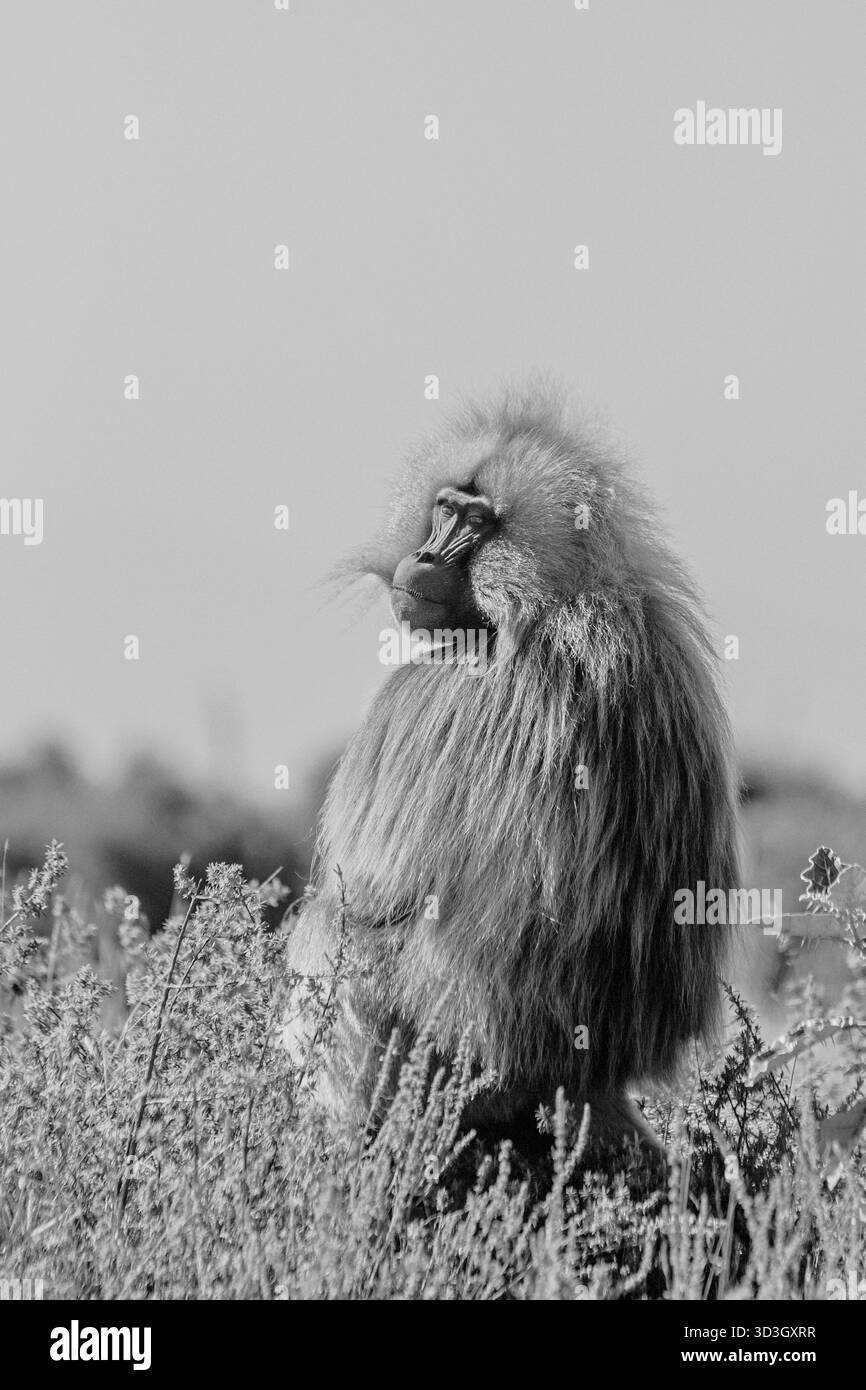Gelada baboon in semien mountains Black and White Stock Photos & Images ...