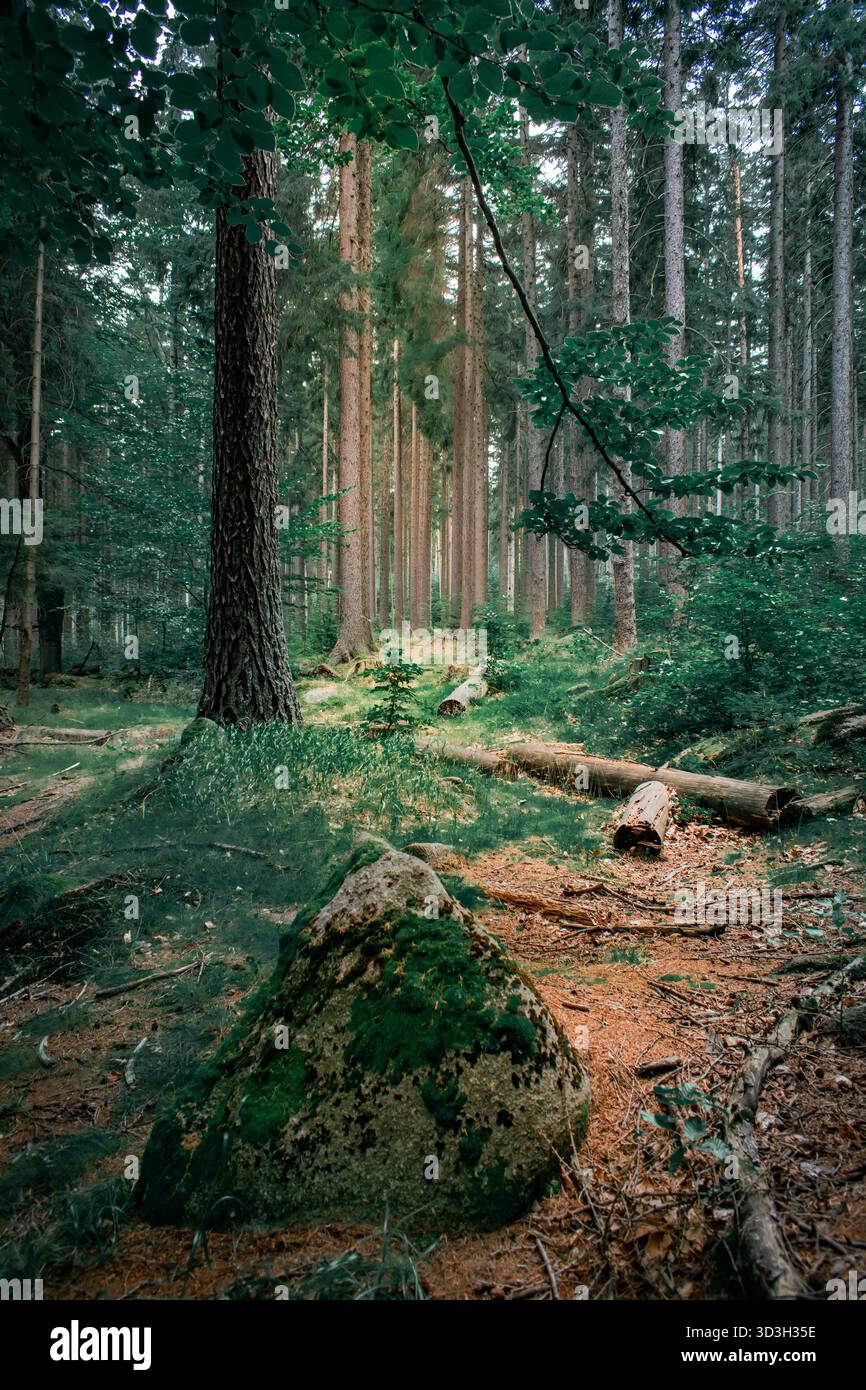 Eco-trail through a scenic forest in Karkonosze Mountains, Poland Stock ...