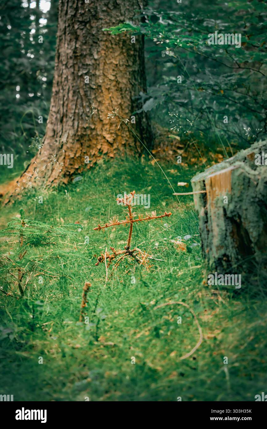 Little tree stump in hi-res stock photography and images - Alamy