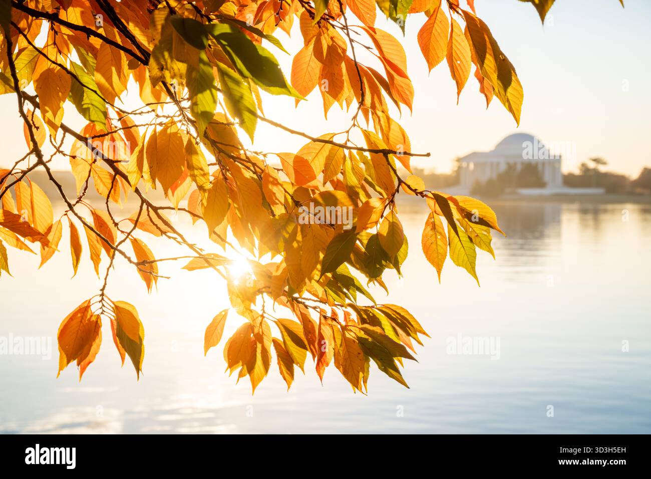 Jefferson memorial autumn leaves hi-res stock photography and images ...