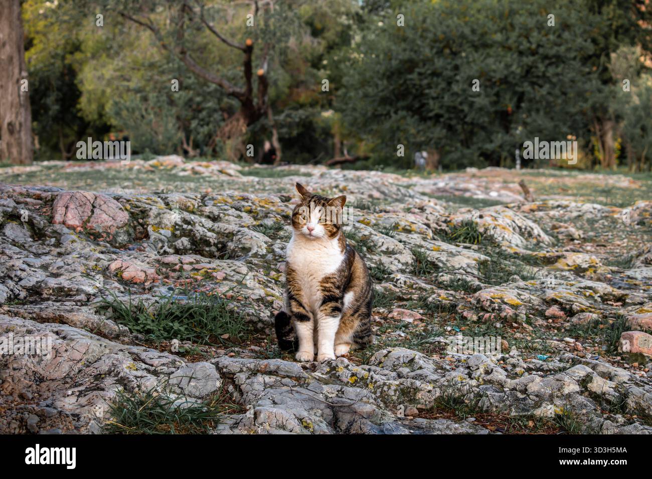 Cat light rays hi-res stock photography and images - Alamy