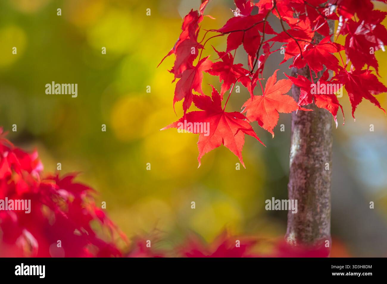 Light shines through japanese hi-res stock photography and images - Alamy