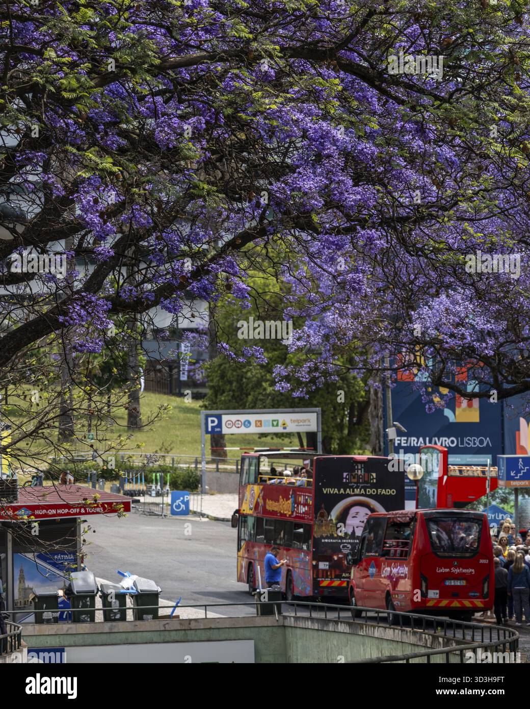 View of vibrant purple jacaranda trees frame a bustling street with red ...