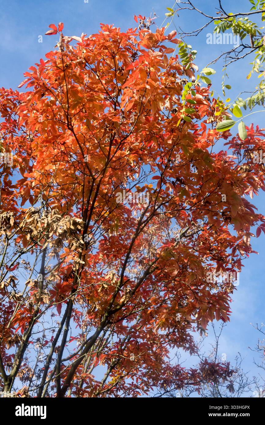 Nikko Maple Acer nikoense, Maple tree autumn colors Stock Photo - Alamy