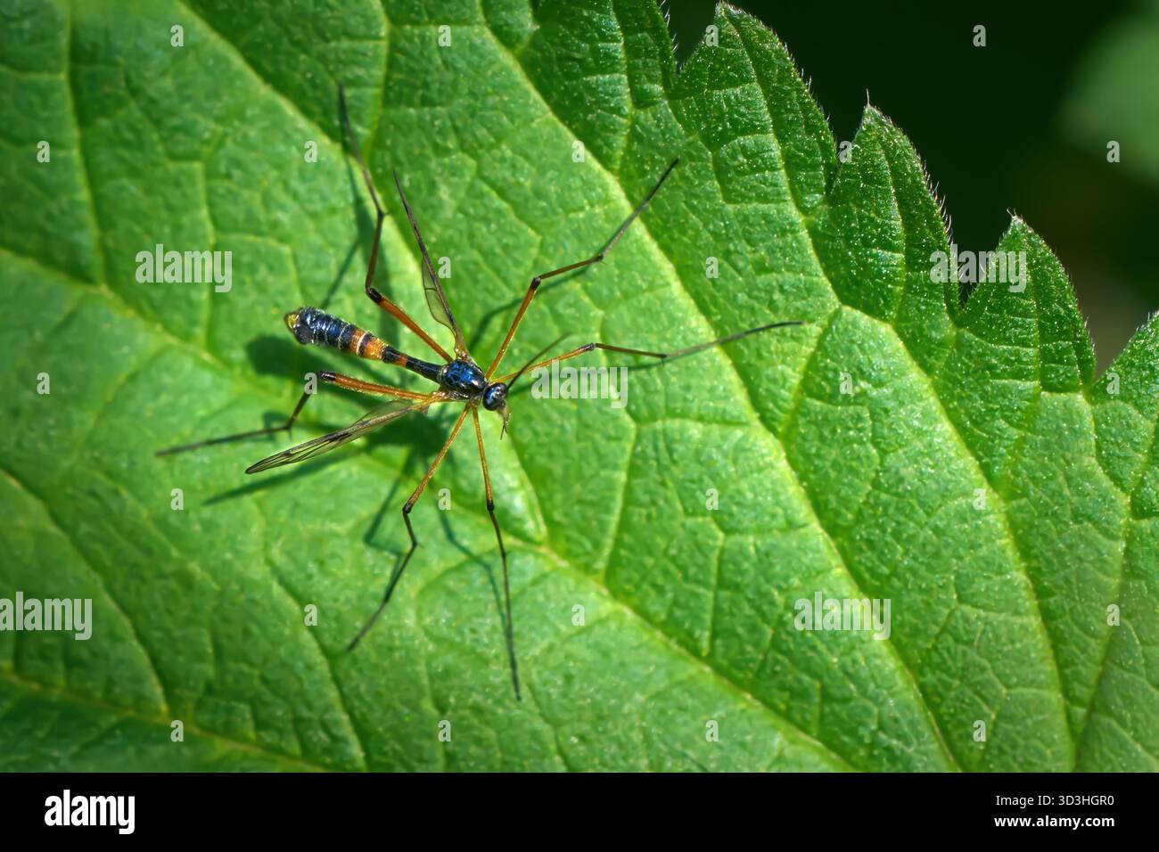 Orange-marked Cranefly (Ptychoptera contaminata) male on a green leaf ...