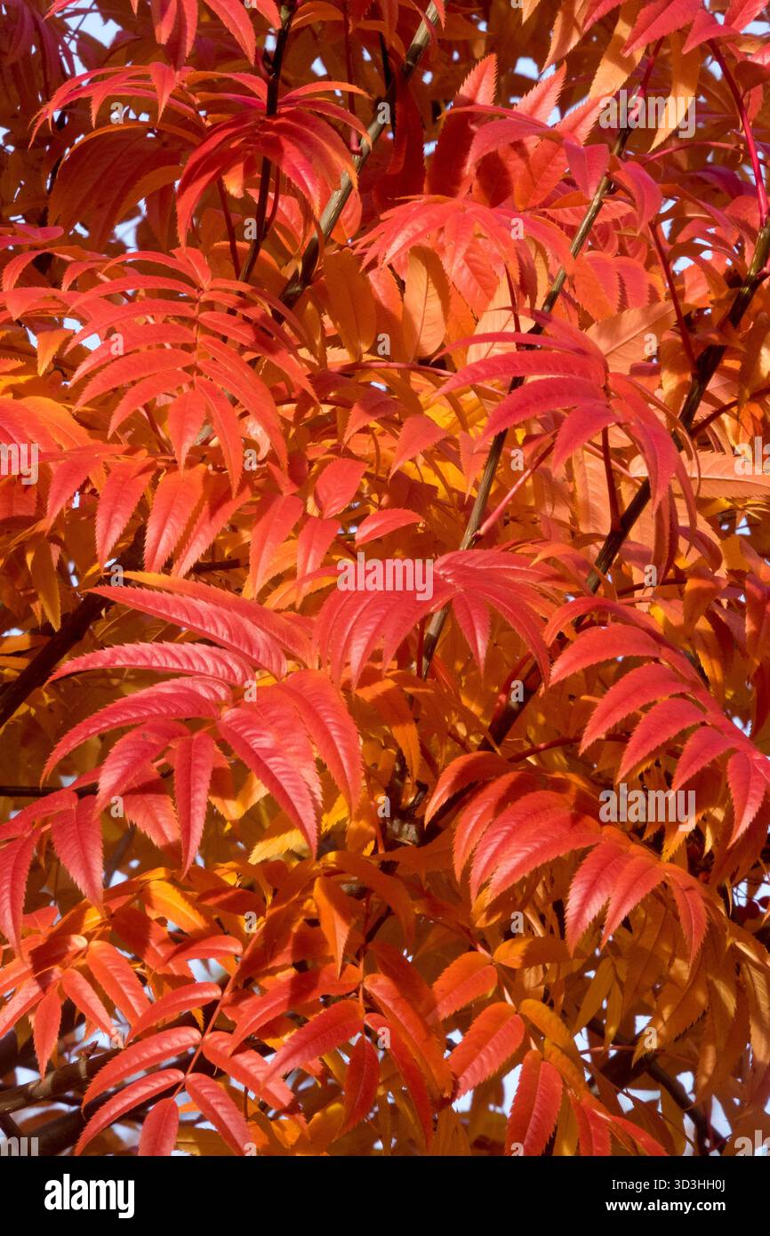 Trees changed color foliage red hi-res stock photography and images - Alamy