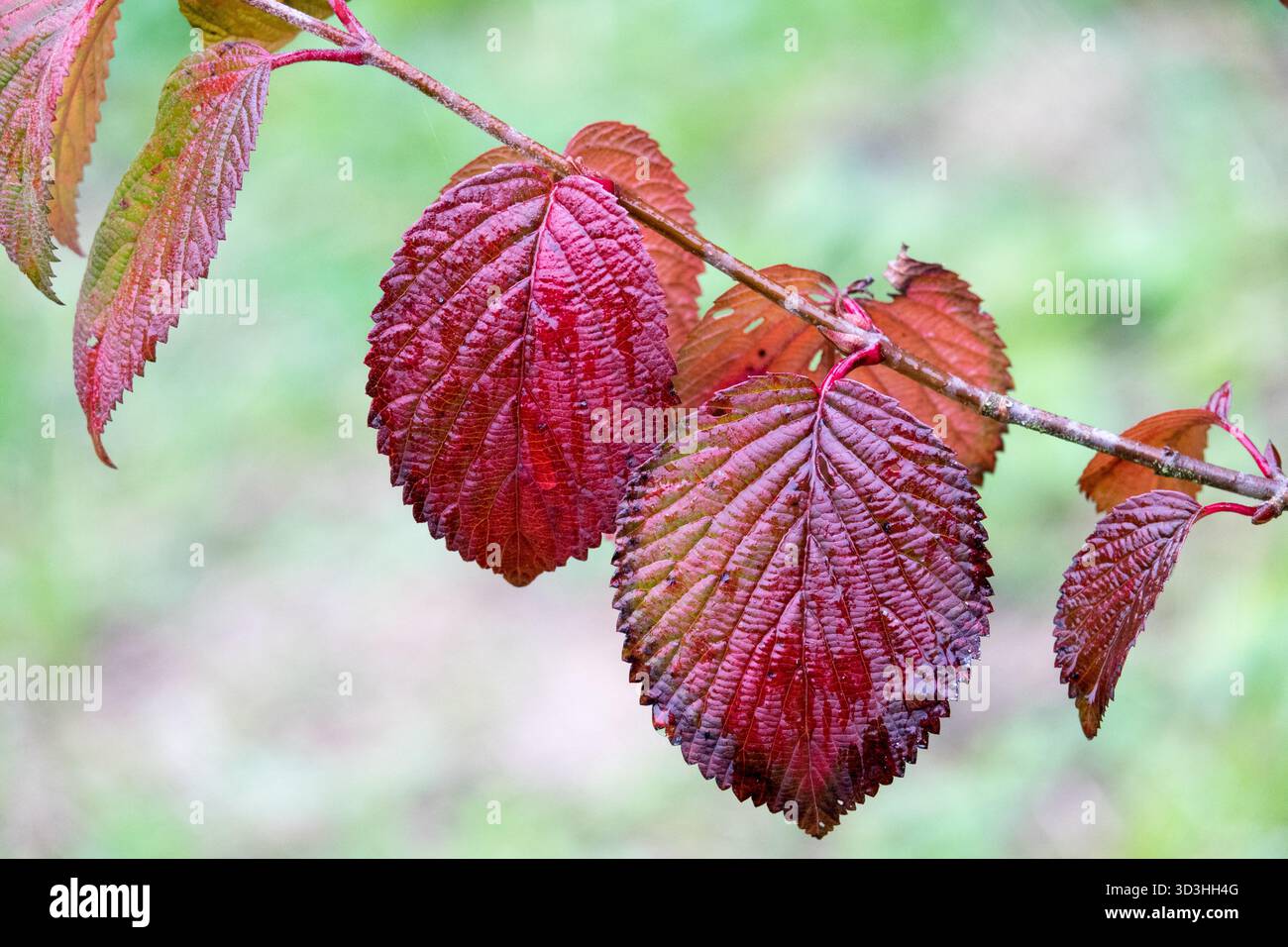 Doublefile Viburnum plicatum "Opening Day" Red Doublefile Viburnum ...