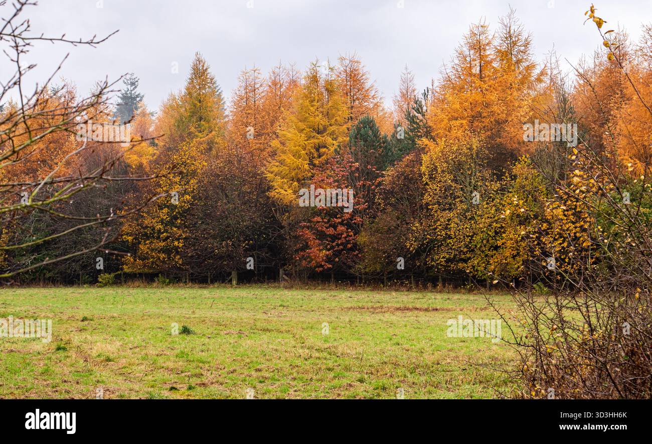 Dundee, Tayside, Scotland, UK. 6th Nov, 2025. UK Weather: Misty and ...