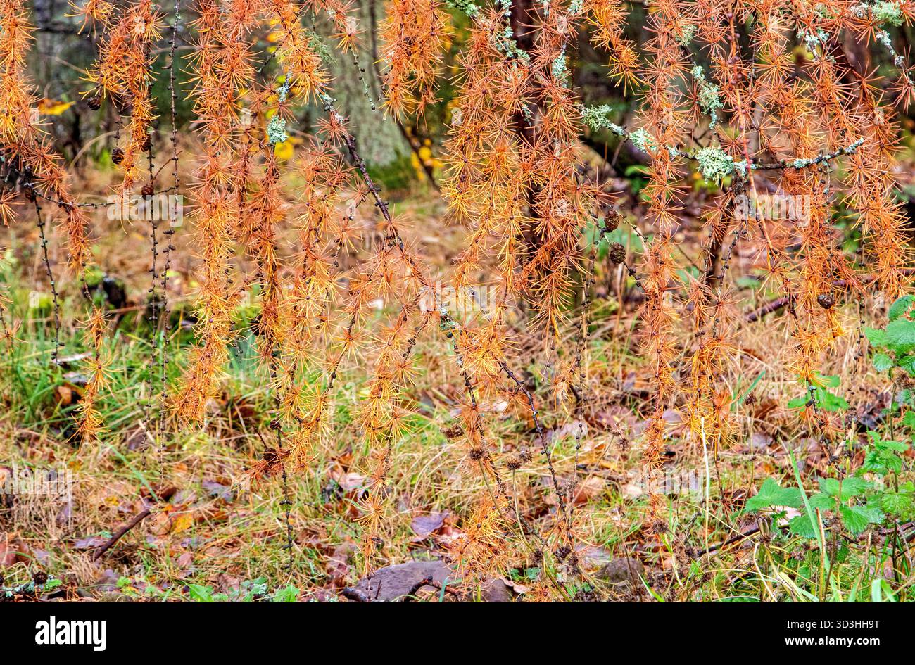 Dundee, Tayside, Scotland, UK. 6th Nov, 2025. UK Weather: Misty and ...