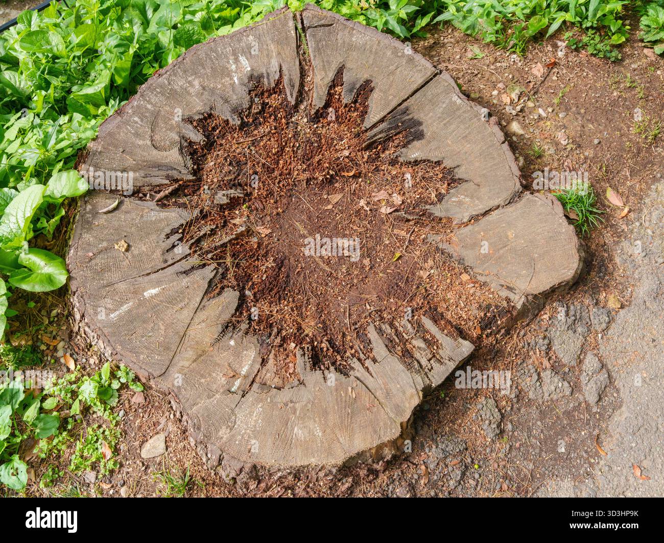 Forest Floor Detail: Decaying Stump and Leafy Plants Stock Photo - Alamy
