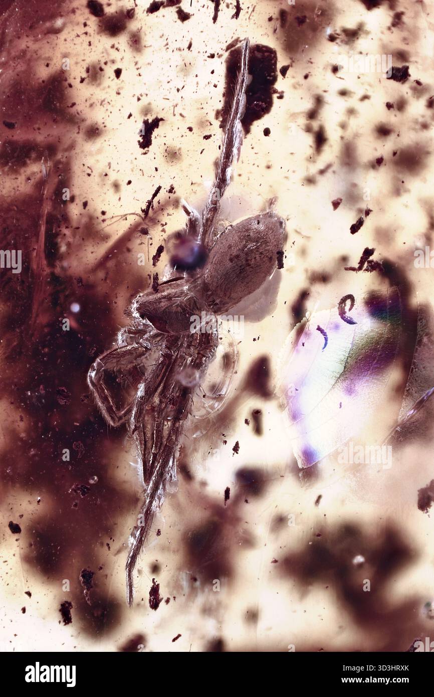 Detailed spider fossil fully enclosed in clear Baltic amber resin from ...