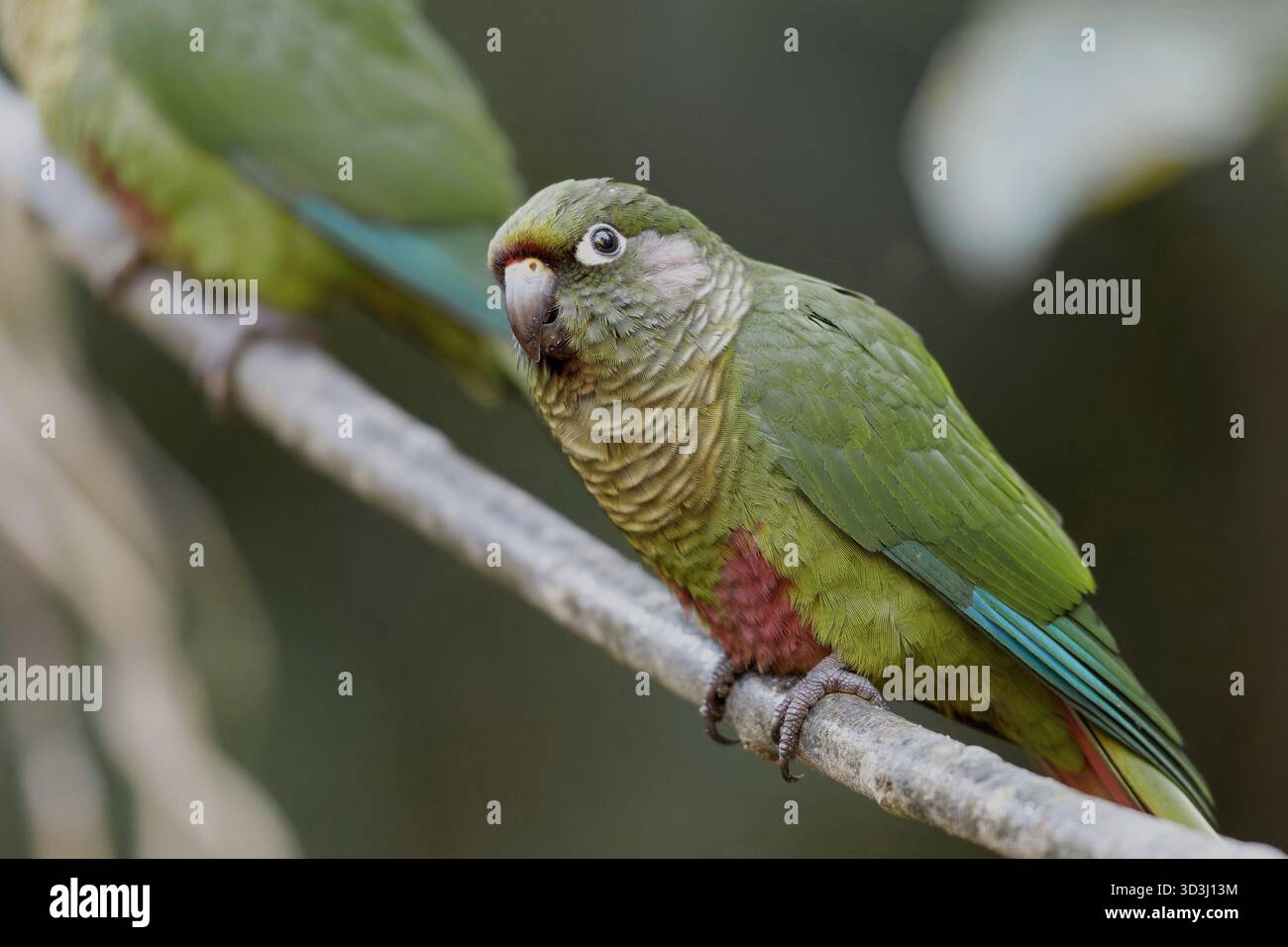 Maroon Bellied Parakeet Stock Photo - Alamy
