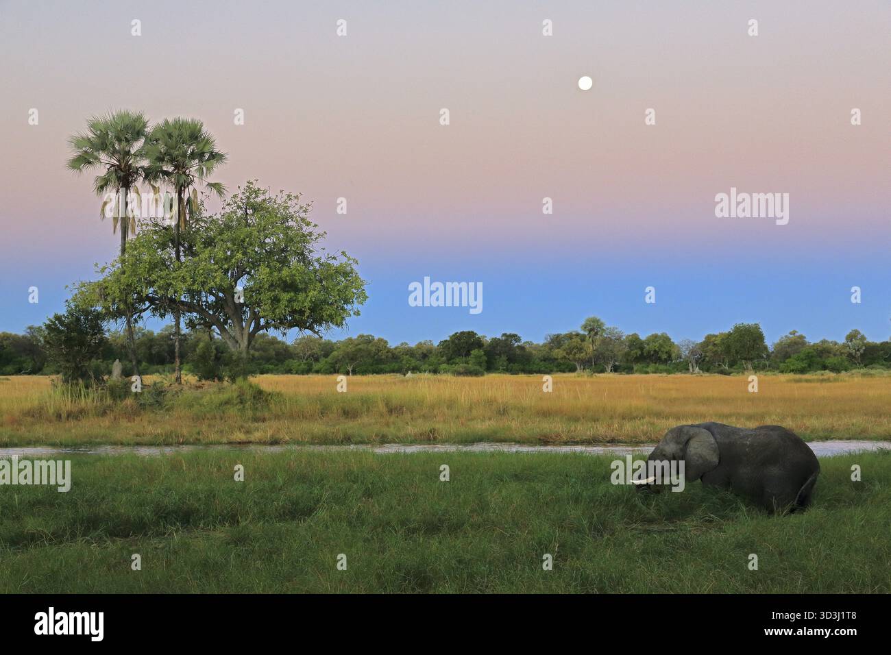 Arican elephant (Loxodonta africana) grazing in reeds, palm, dusk, full ...