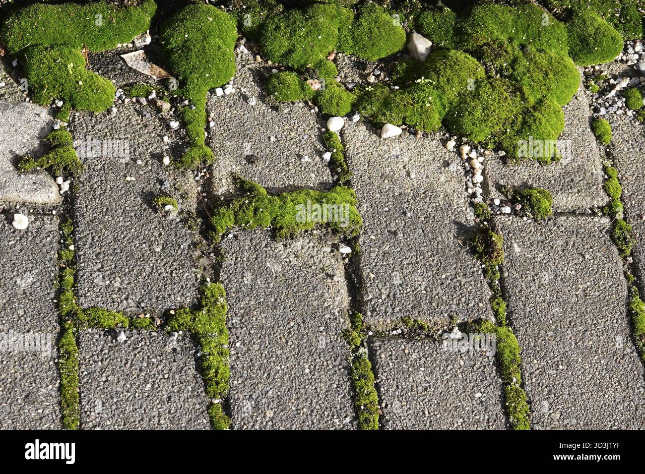 Moss covered paving stones hi-res stock photography and images - Alamy