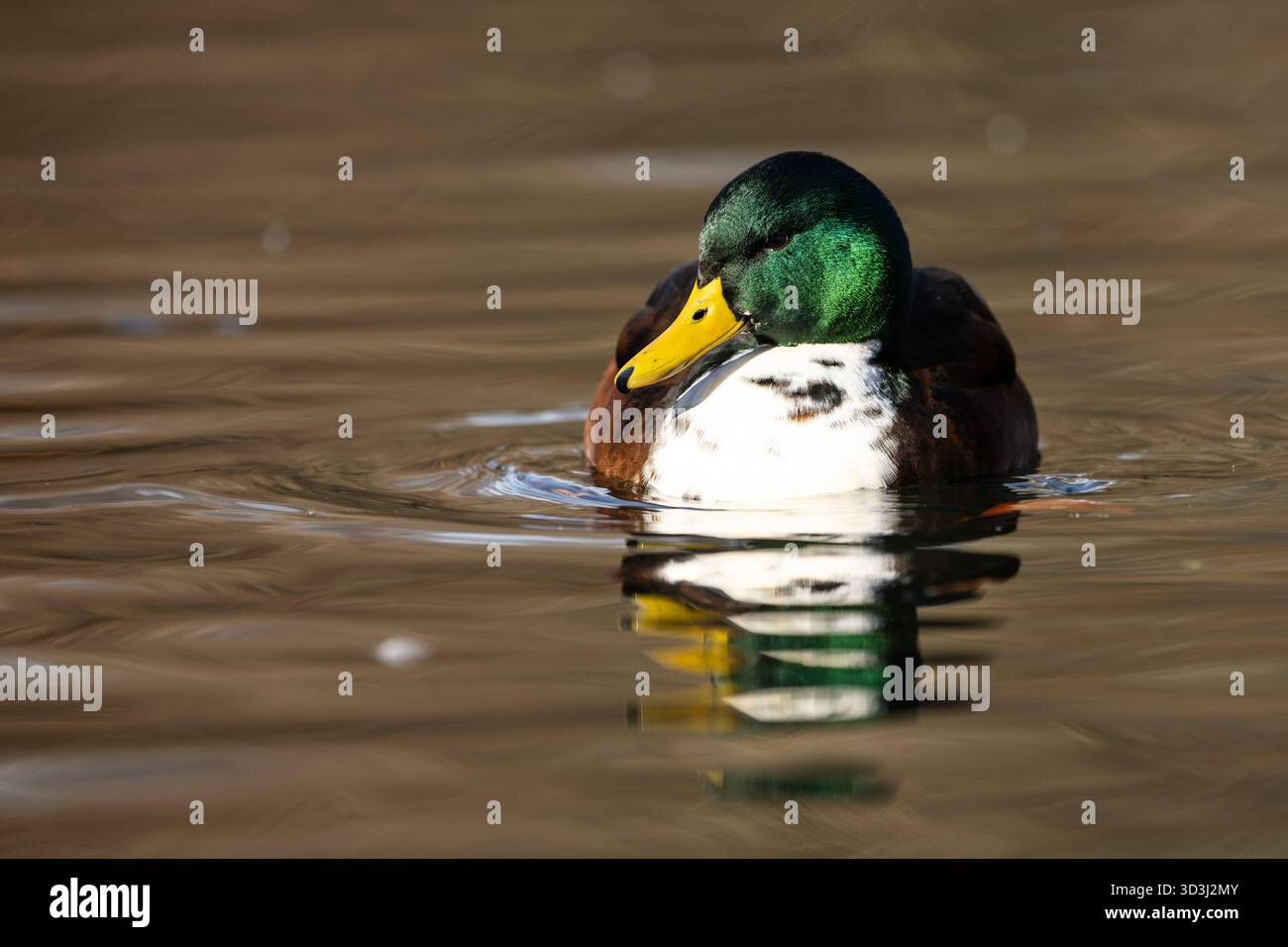 Ein Duclair-Entenmännchen schwimmt in einem See im Schlosspark ...