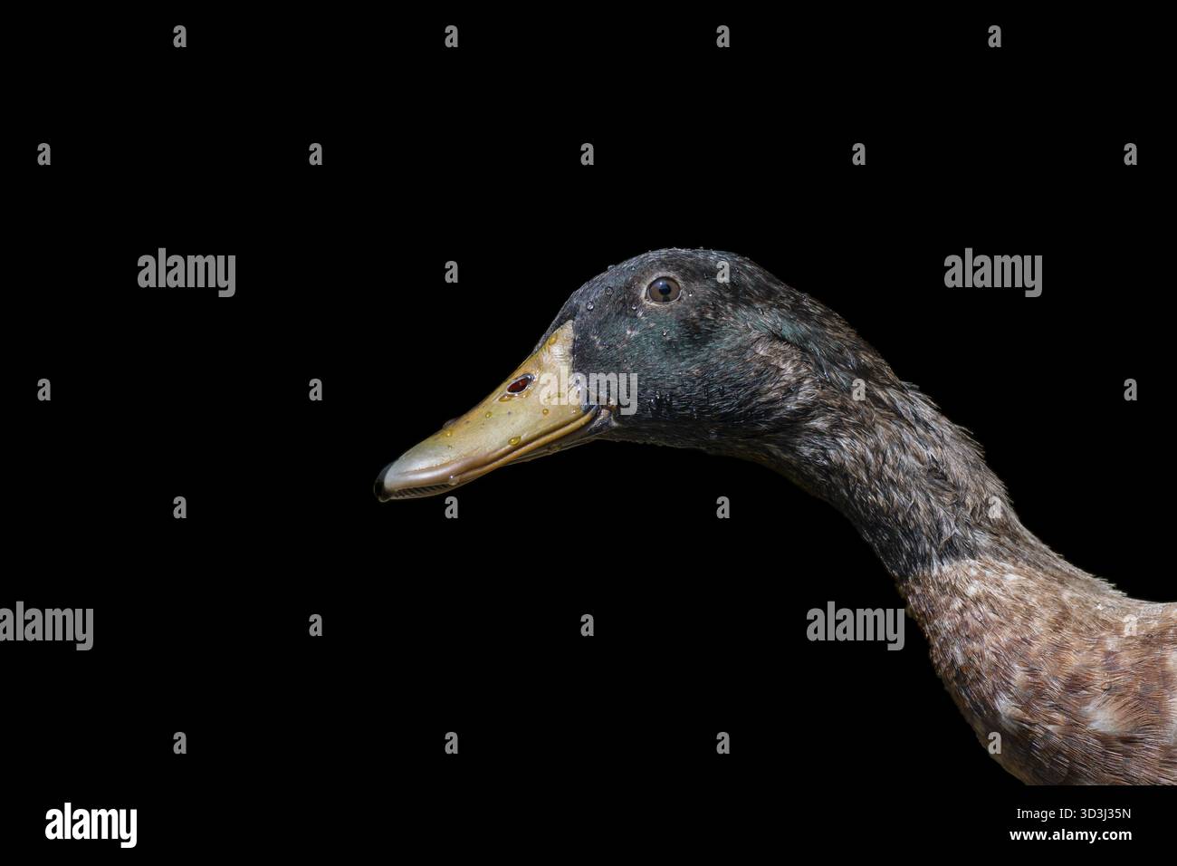 Close-up profile of a duck (Anser cygnoides) with a detailed beak ...