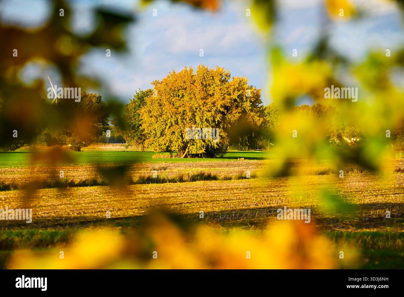 Herbstliche Bäume in den Kirchwerder Wiesen in Hamburg, Deutschland ...