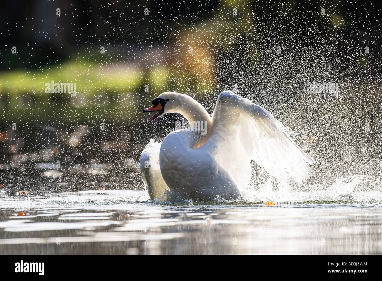 06 November 2025, Baden-Württemberg, Donaueschingen: A swan shakes ...