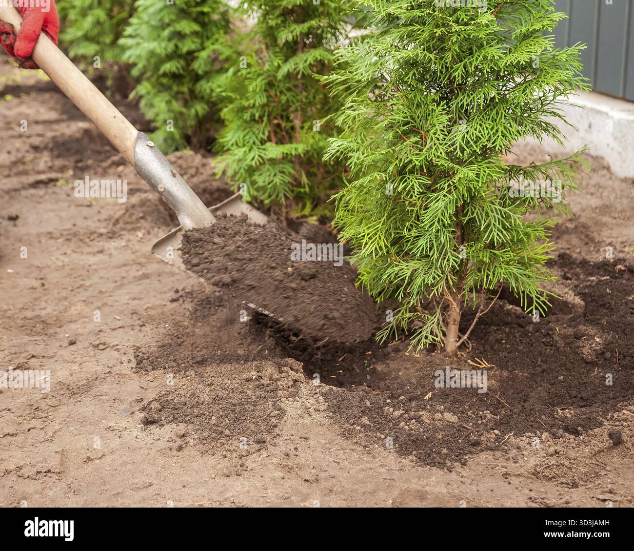 A person is planting a young evergreen tree, adding soil around its ...