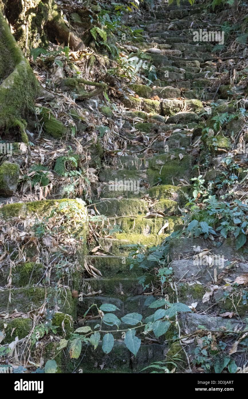 old overgrown man made water channel through the forest with texture ...