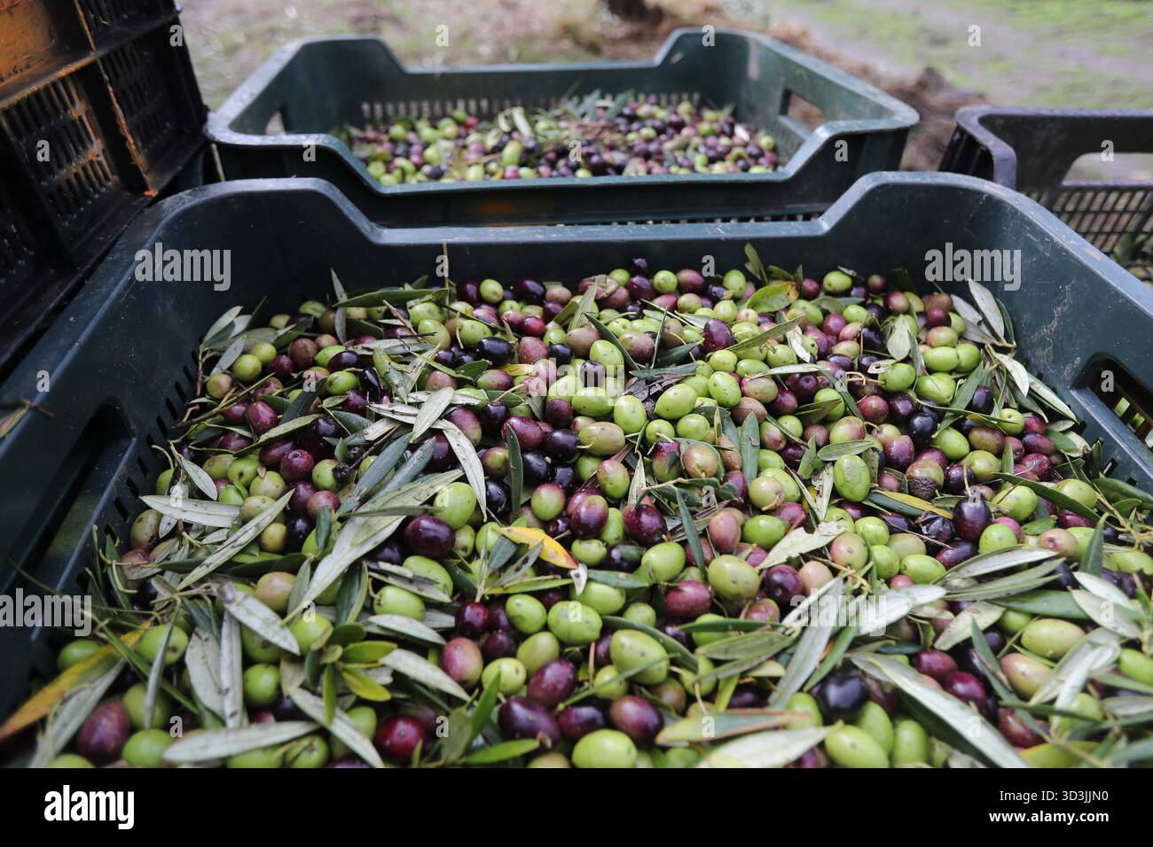 Several olives during the beginning of the harvesting campaign on ...