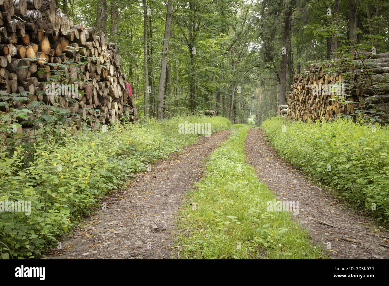 Cut wood lies in large stacks on the left and right of a forest path ...