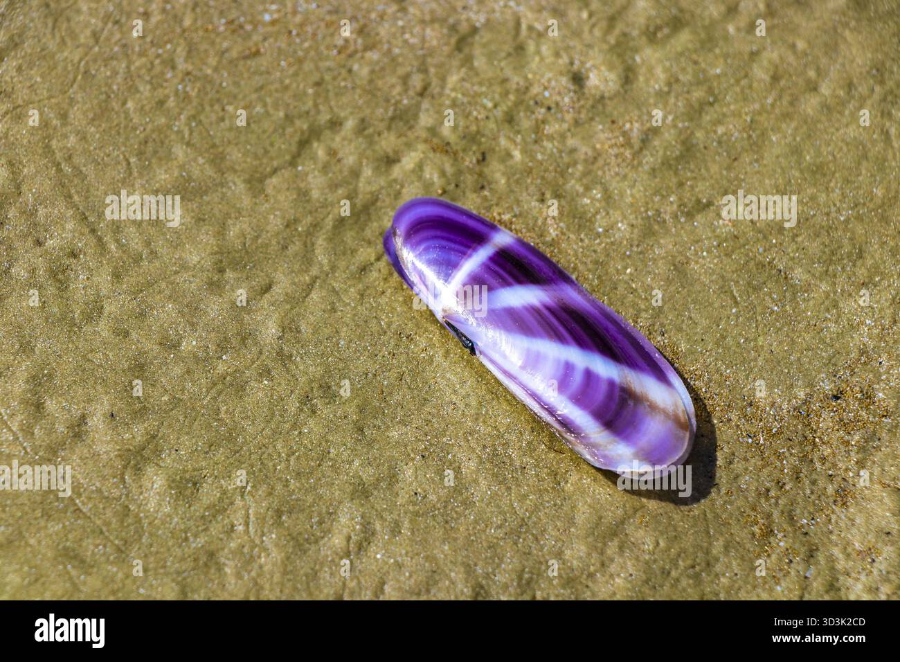 Beautiful purple shell on beach sand on Noppharat Thara Beach in Ao ...