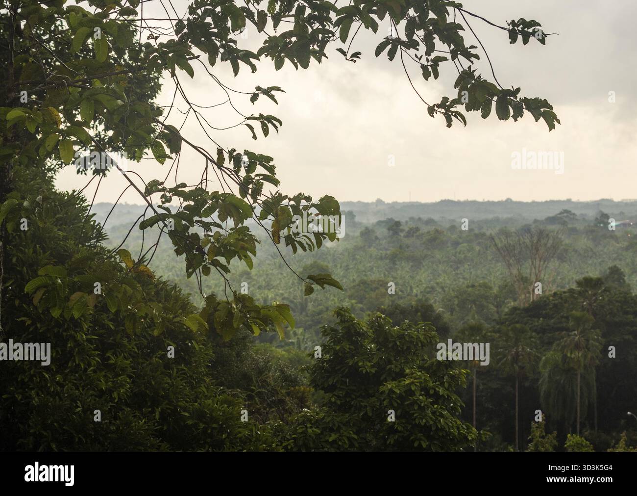 Canopy Walk In Sepilok, Sabah, the Malaysian part of Borneo. An early ...
