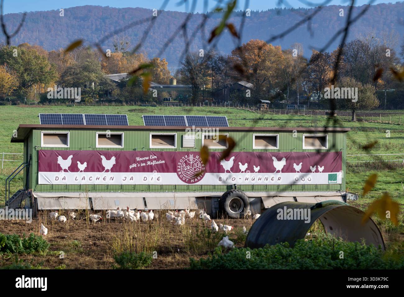 06.11.2025, Fruehmorgendlicher sonniger Herbst am Laacher See, Da ...