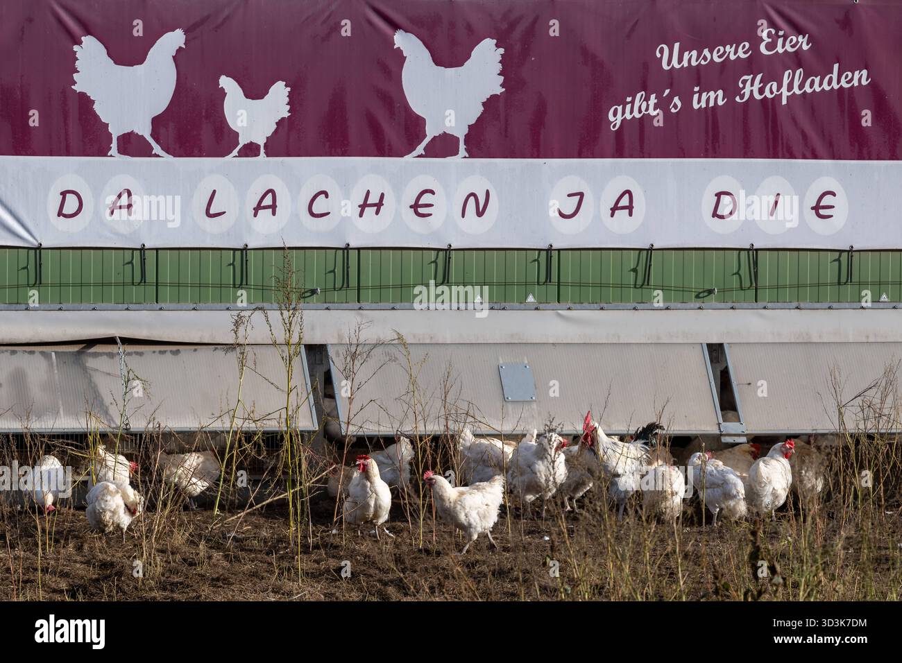 06.11.2025, Fruehmorgendlicher sonniger Herbst am Laacher See, Da ...