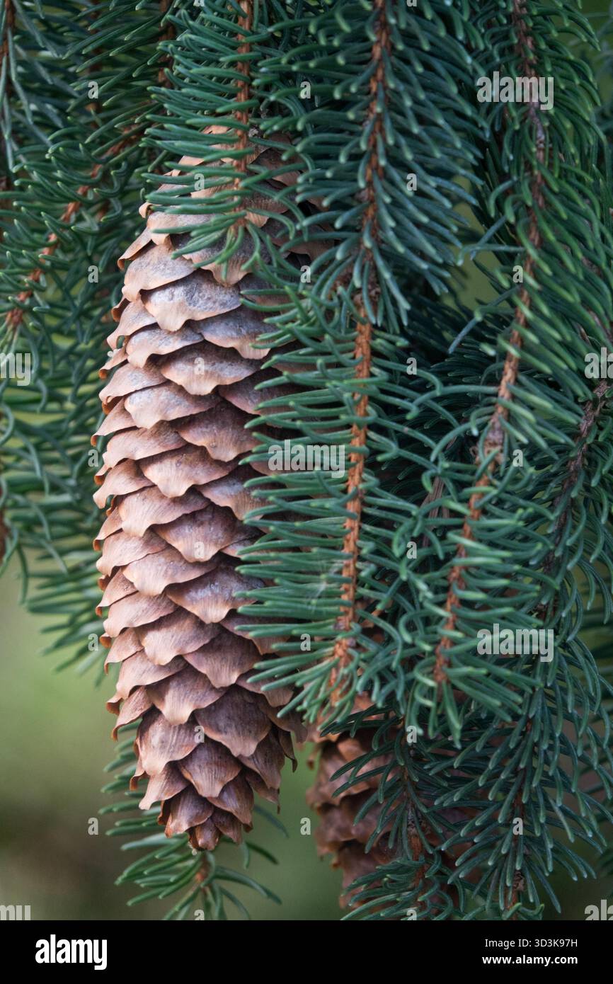 Norway spruce cone Picea abies "Pachyphylla Stock Photo - Alamy