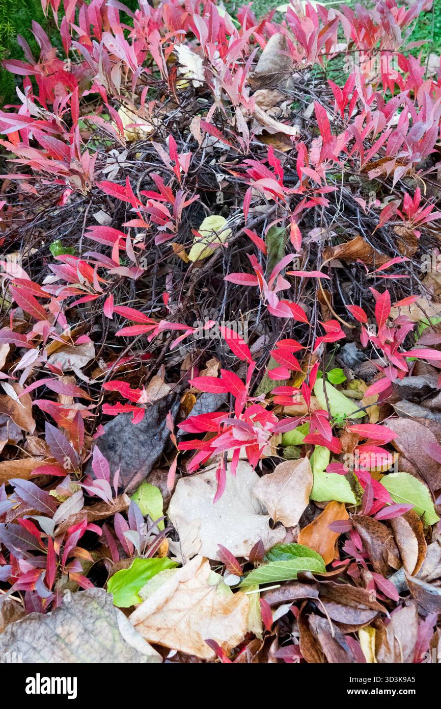 Small tiny low size form creeping hi-res stock photography and images ...