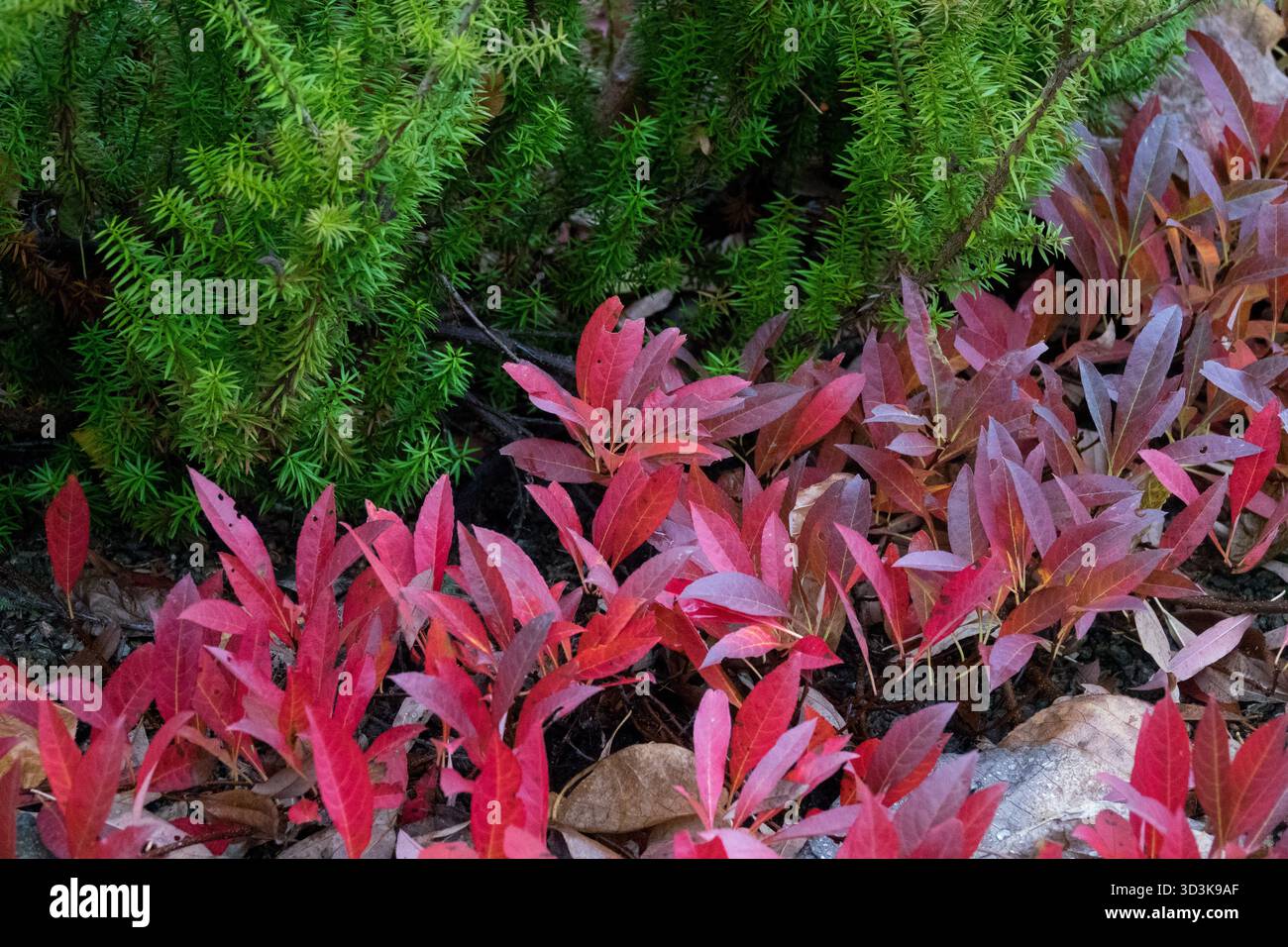 Small tiny low size form creeping hi-res stock photography and images ...