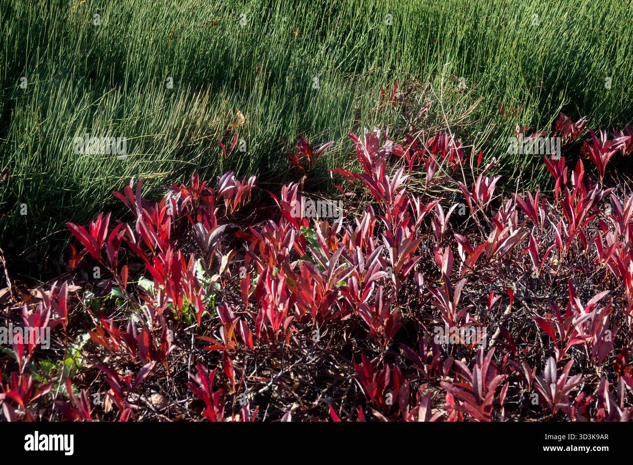 Small tiny low size form creeping hi-res stock photography and images ...