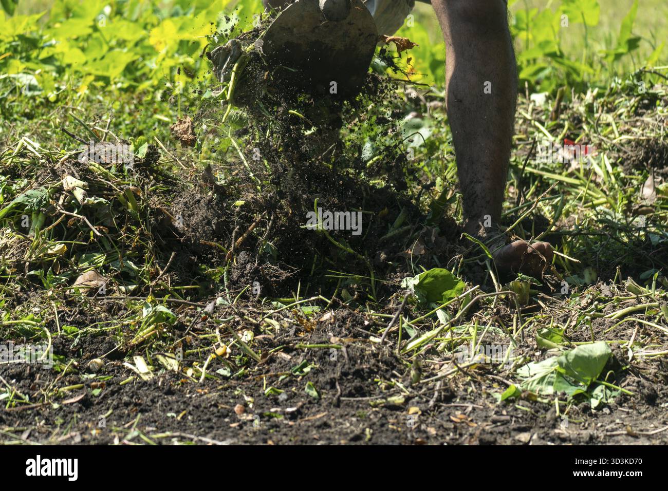 Person plowing soil surrounded by green foliage using a traditional hoe ...