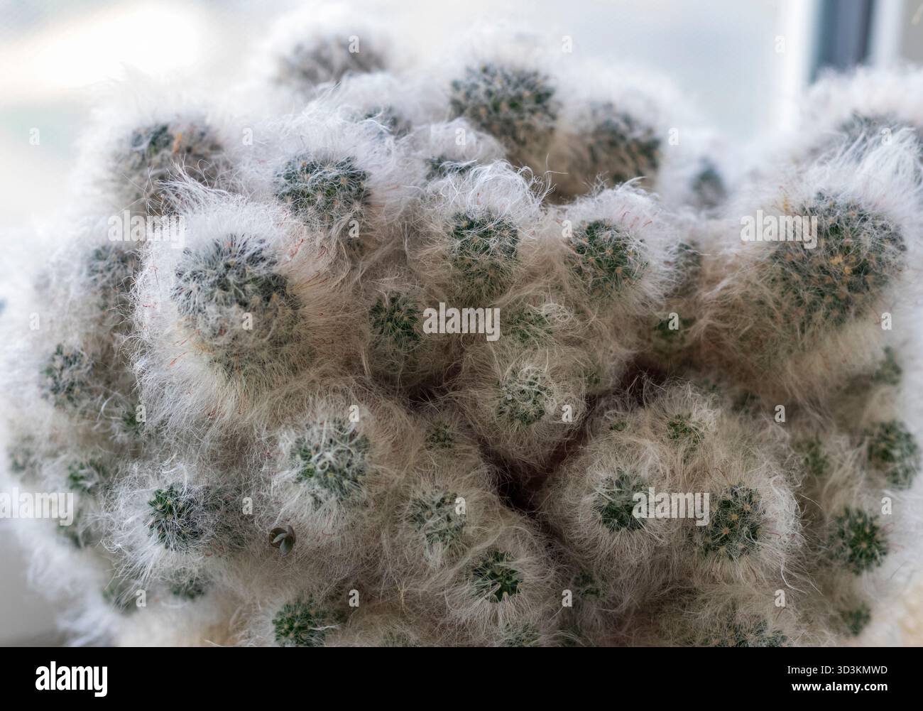 Mammillaria cactus, commonly known as the Powder Puff Cactus Stock ...
