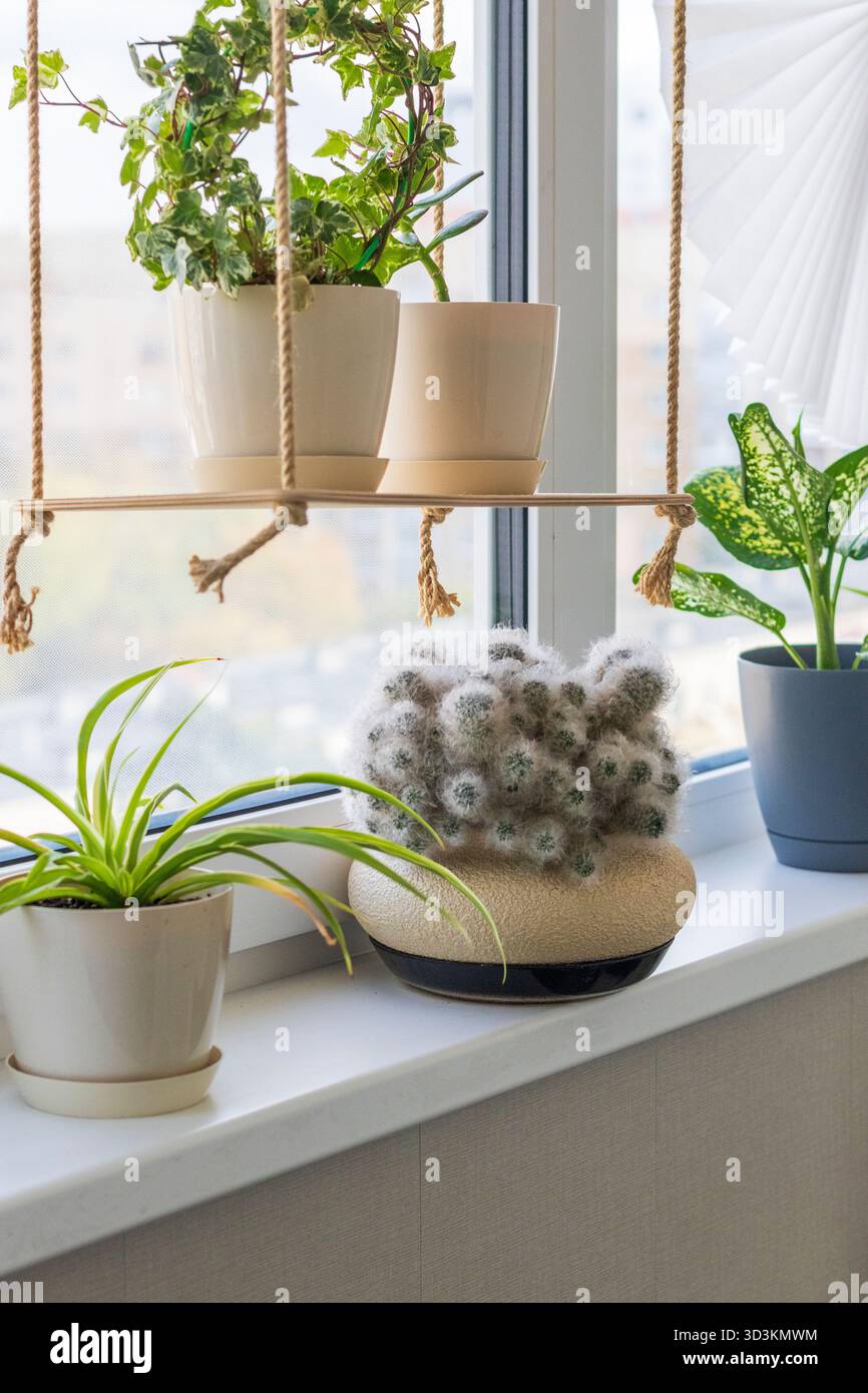 Mammillaria cactus, commonly known as the Powder Puff Cactus Stock ...