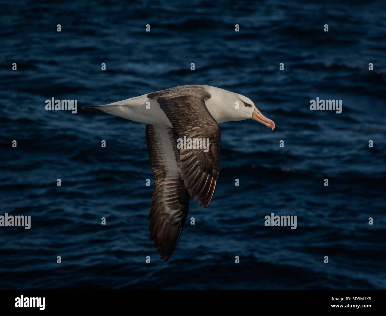 wandering albatross in flight, following our expedition ship Stock ...