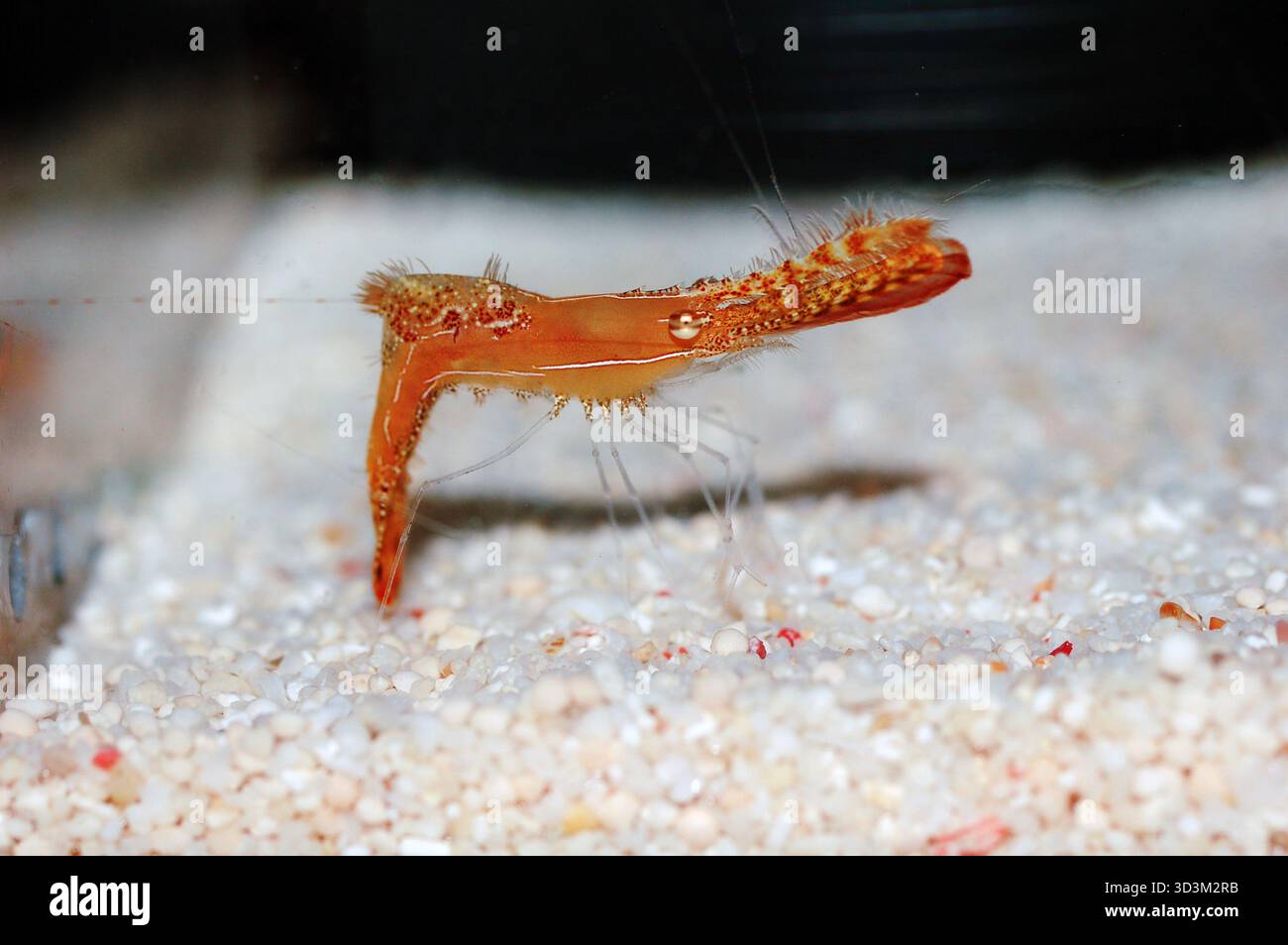 Donald Duck Shrimp, Leander plumosus Stock Photo - Alamy