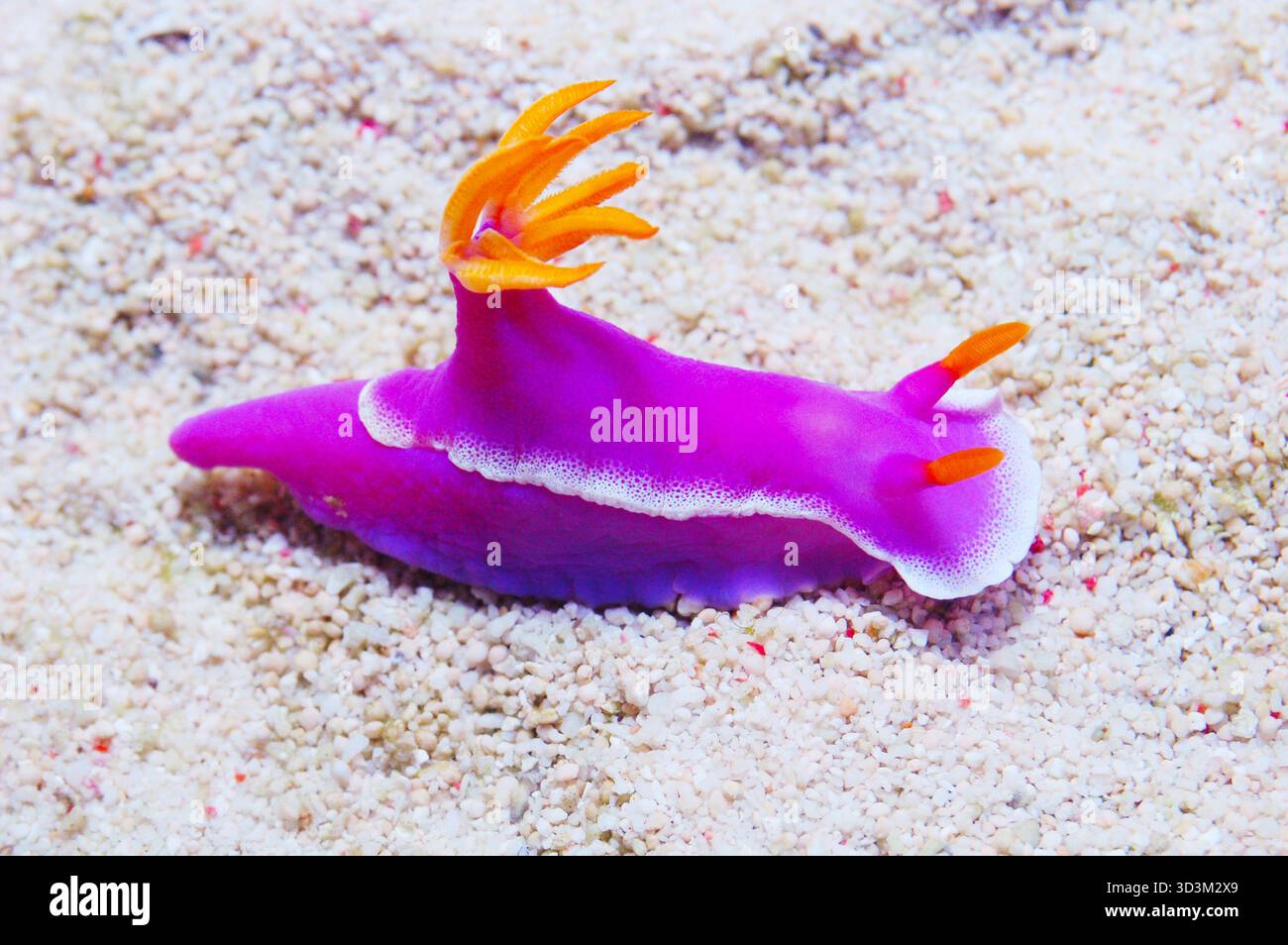 Purple Nudibranch, Chromodoris spp Stock Photo - Alamy