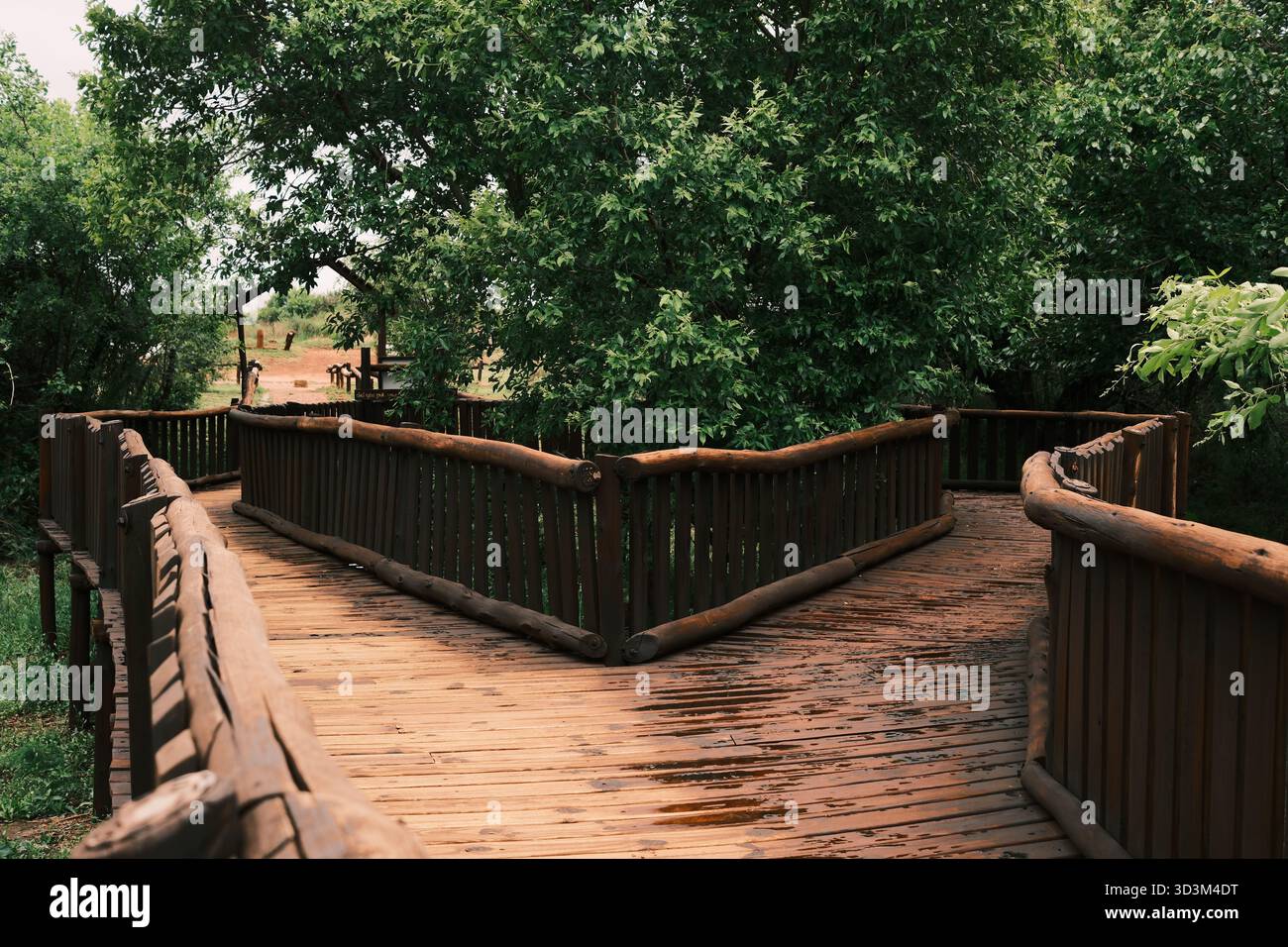 Wooden Pathway Through Green Forest After Rain Stock Photo - Alamy