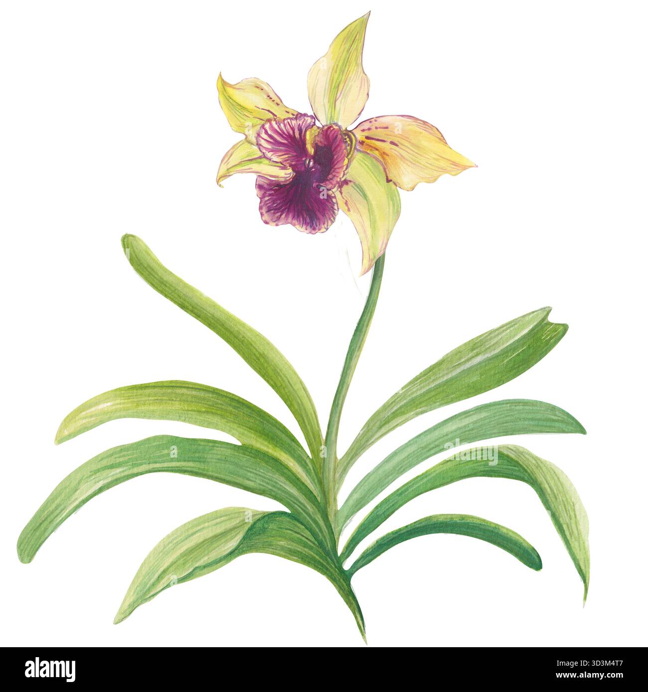 Vintage exotic botanical prints Cut Out Stock Images & Pictures - Alamy