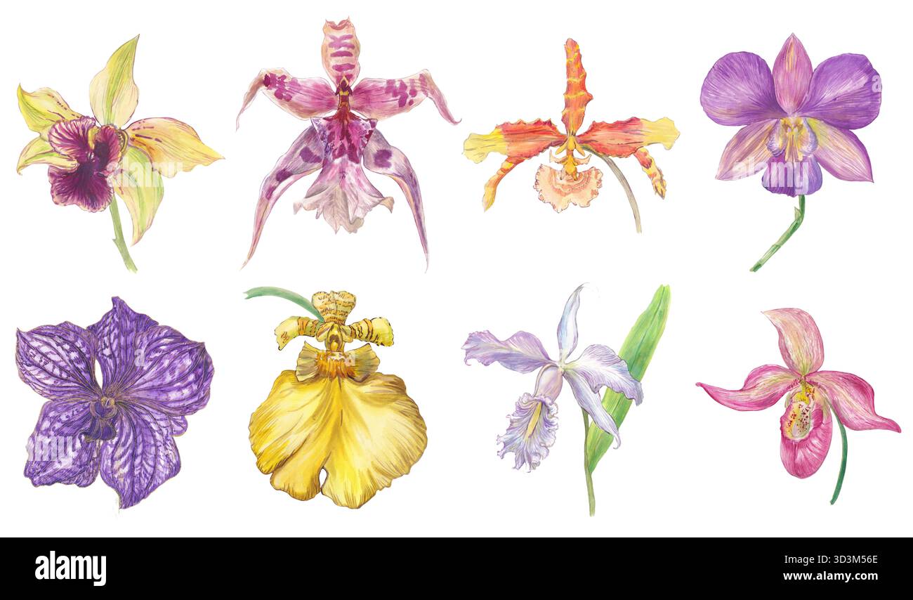 Vintage exotic botanical prints Cut Out Stock Images & Pictures - Alamy