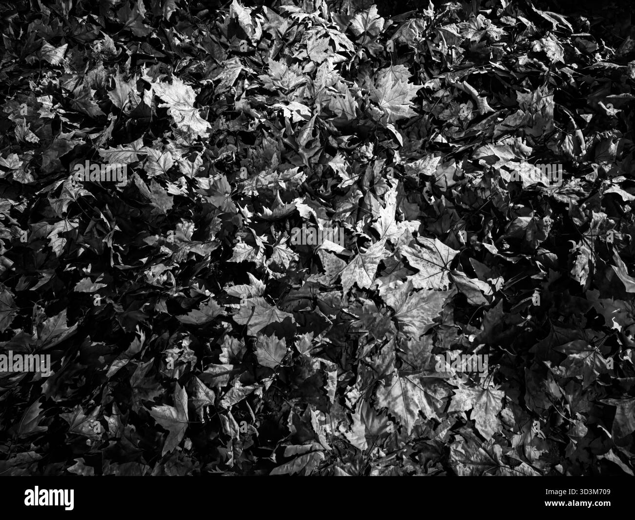 Autumn mood leaves on Black and White Stock Photos & Images - Alamy