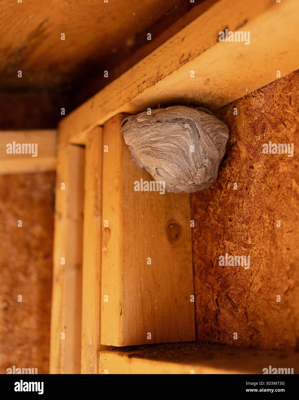 A paper wasp nest is tucked into the corner of a shed. The swirling ...