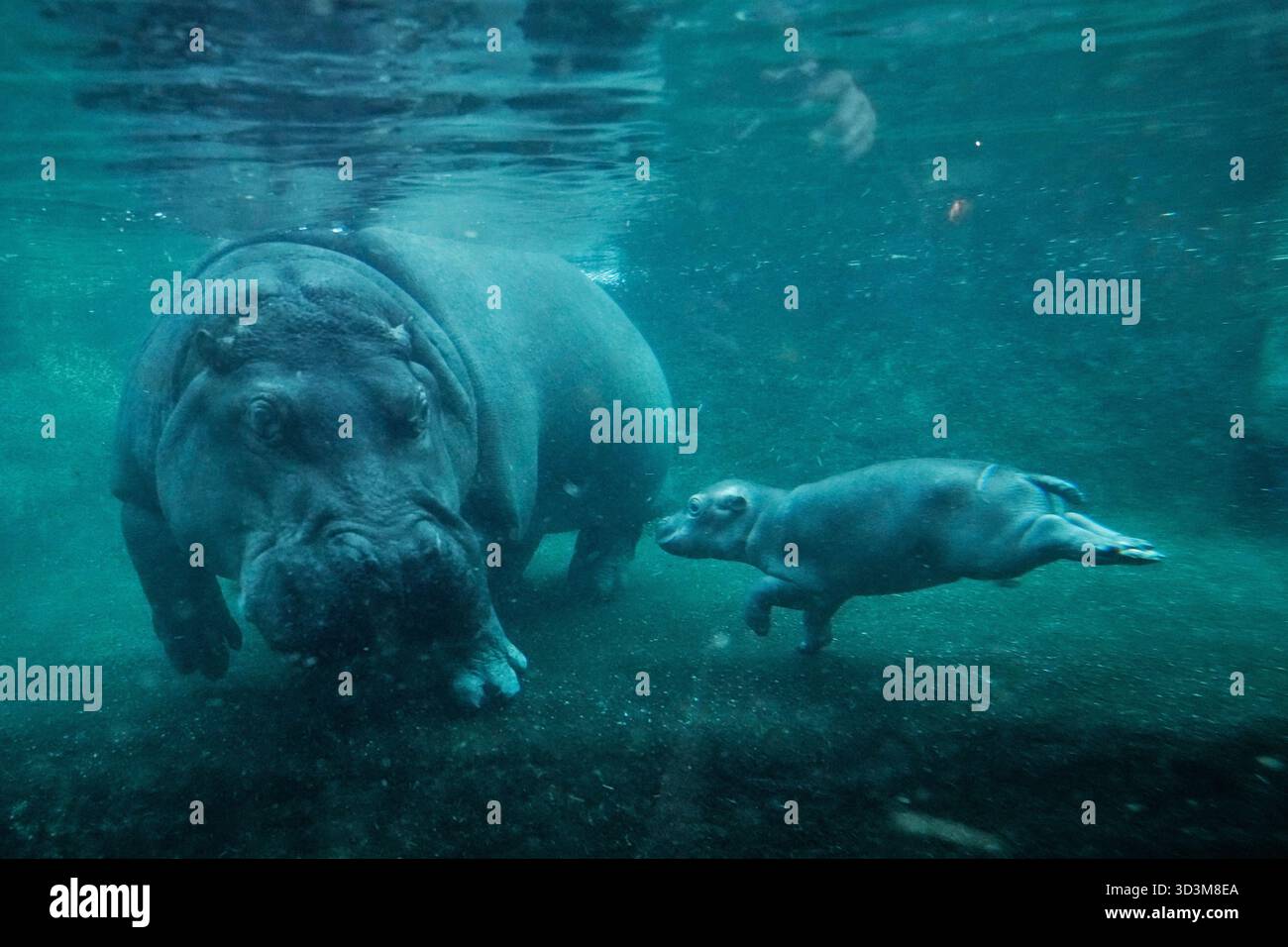 A hippo calf, born in September, explores the large water basin for the ...