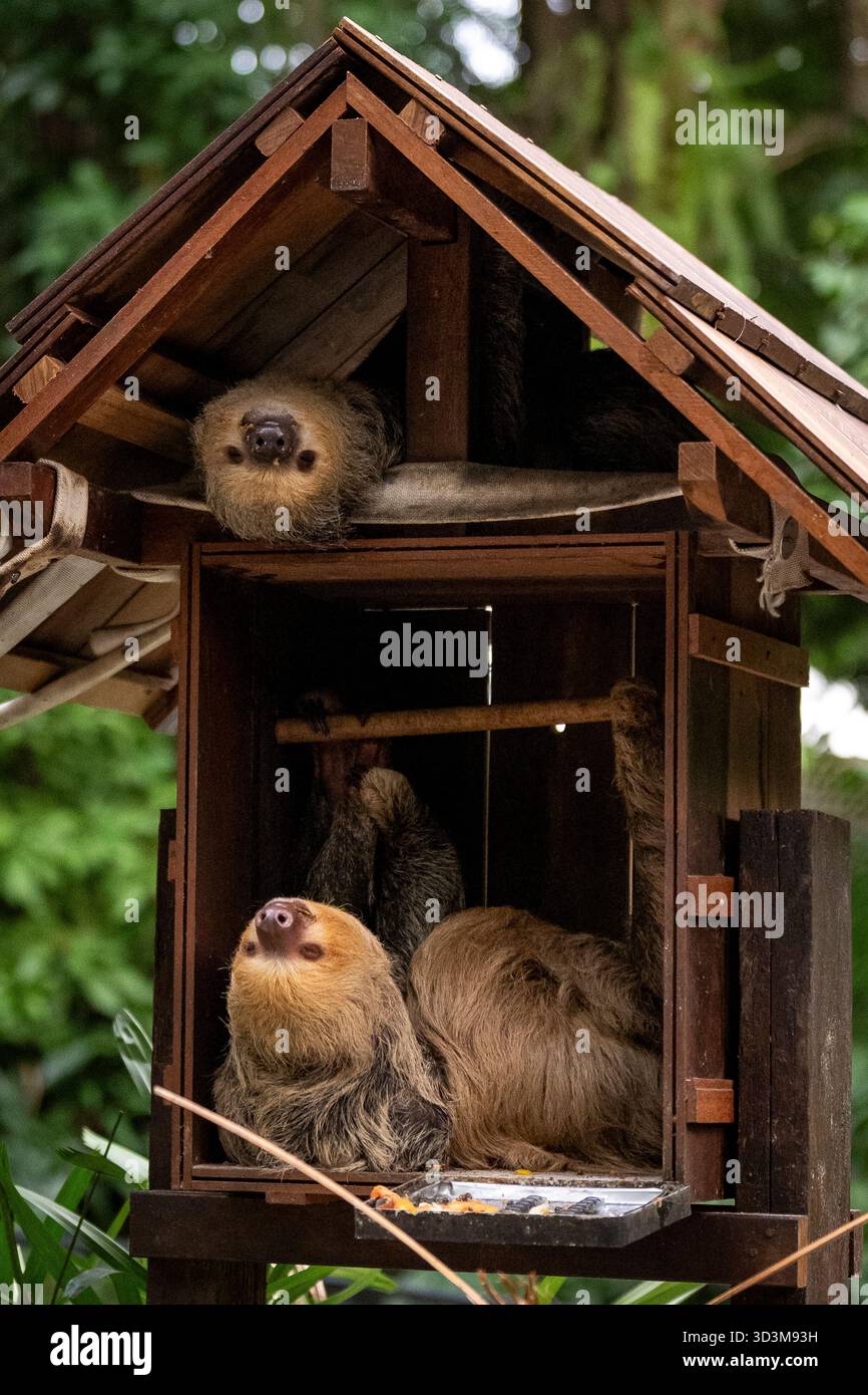 Sloths at the Emilio Goeldi Museum in Belem, Brazil, during the Cop30 ...