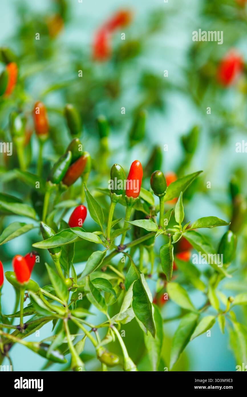 Chili peppers in various ripening stages on green leaves. Vertical ...