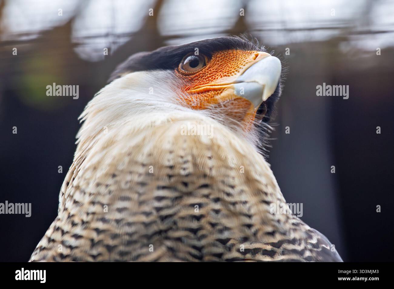 Gulf coastal plains bird hi-res stock photography and images - Alamy
